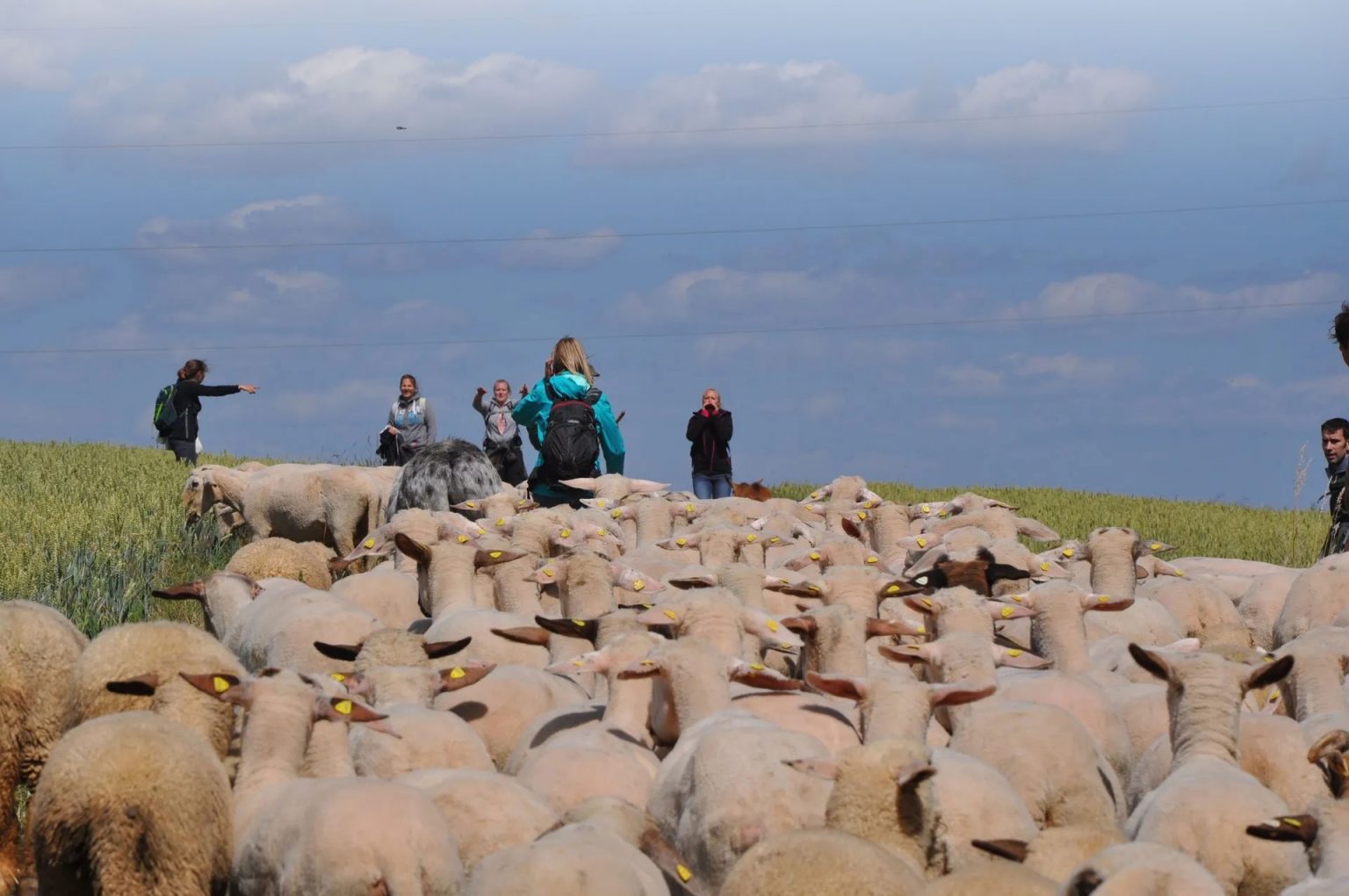 Sheepness – Schafe hüten für Teams und Führungskräfte