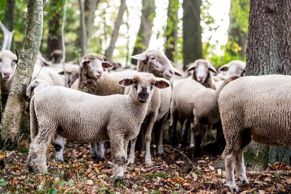 Sheepness – Schafe hüten für Teams und Führungskräfte